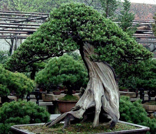 15 Most Awesome Bonsai Trees On Earth — HouseFresh